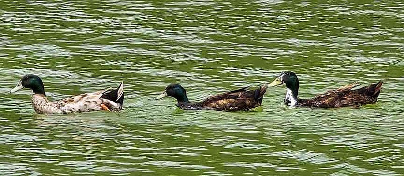 Crystal Lake on Friday afternoon | Westside Eagle Observer