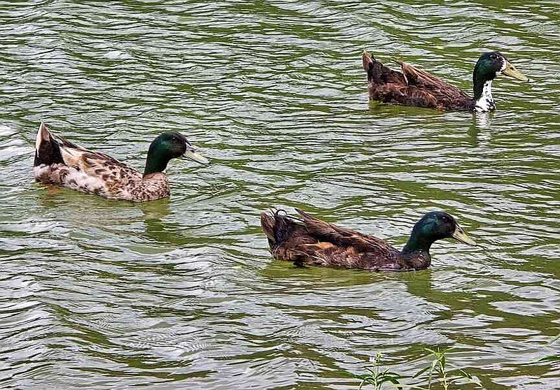 Crystal Lake on Friday afternoon | Westside Eagle Observer