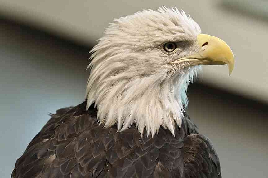 Bald eagle’s new status brings pride, hope to many Native Americans ...