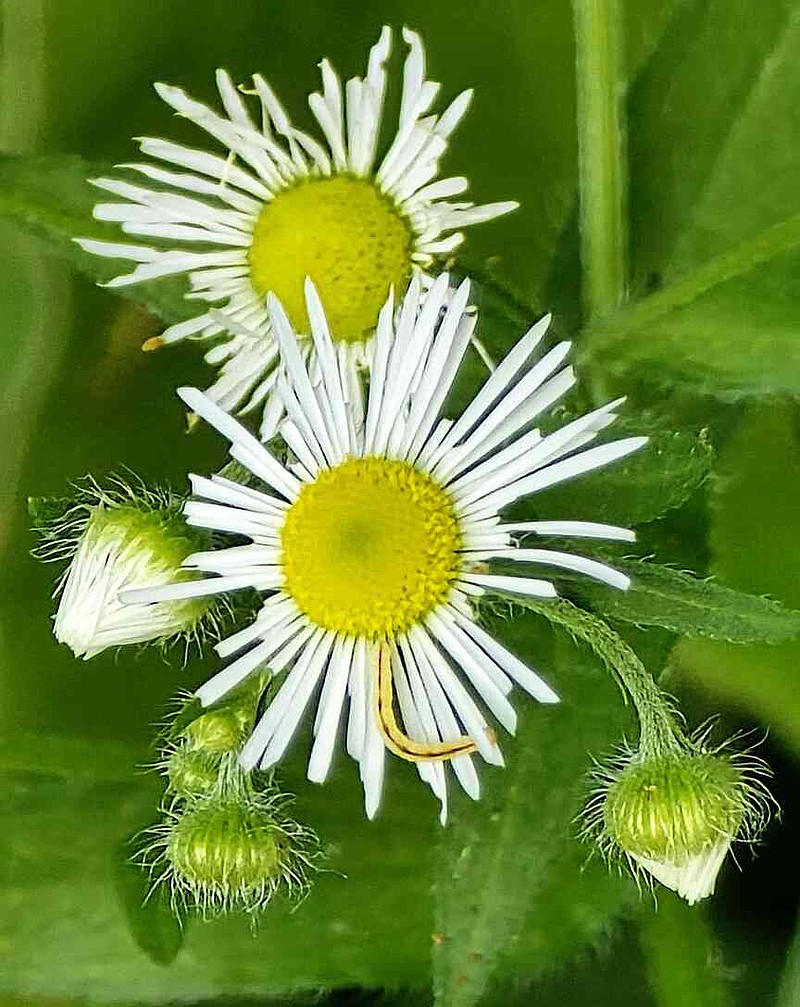 Taking a summertime walk in Gentry’s nature park | The Herald Leader