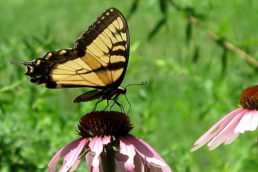 Tiger Swallowtail | Westside Eagle Observer