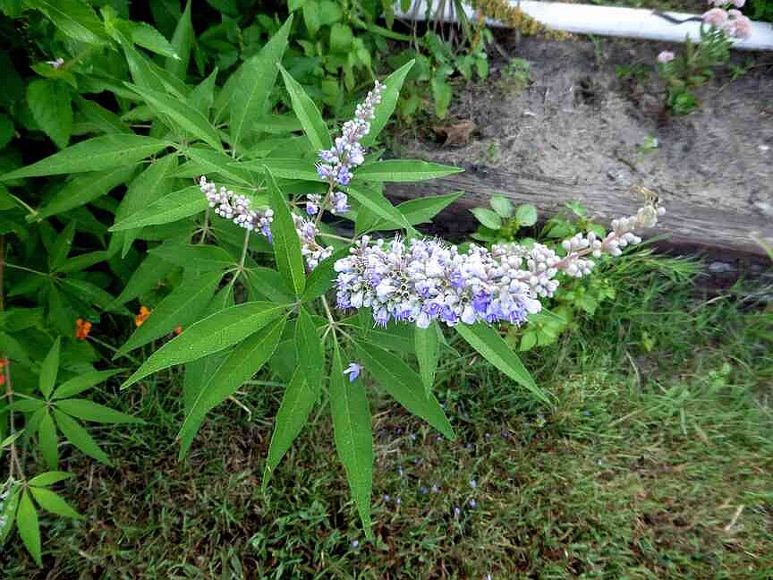 IN THE GARDEN: Vitex is a great summer flowering large shrub or small ...