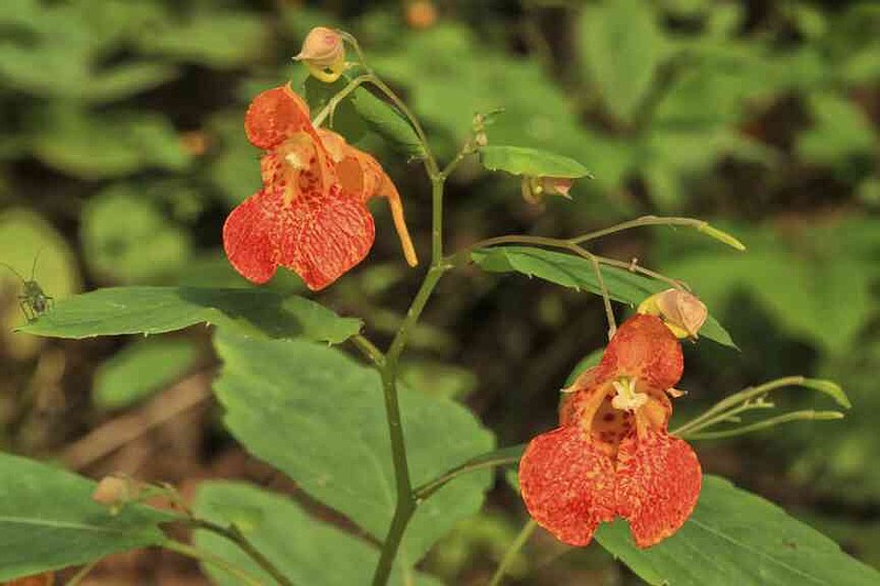 Annuals are the forgotten native plants | Hot Springs Sentinel Record