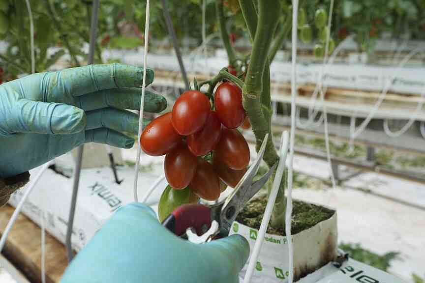 Tariff on tomatoes threatens Mexico | Northwest Arkansas Democrat-Gazette