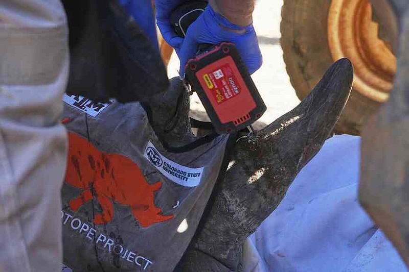 Scientists in South Africa are making rhino horns radioactive to fight ...