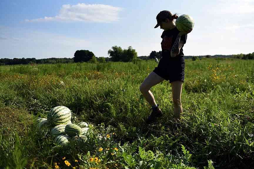 Hunger relief agency to benefit from Heifer Ranch melon fest | The ...