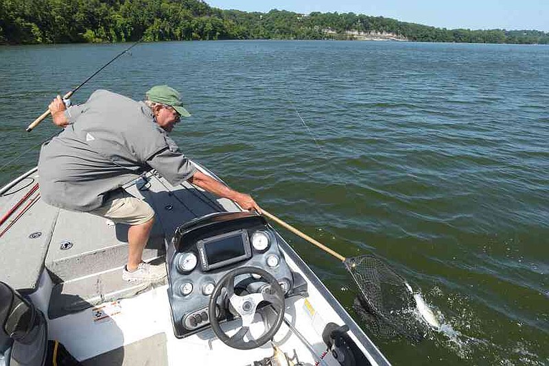 Beaver Lake fishing: Crank bait the siren song that gets crappie to ...