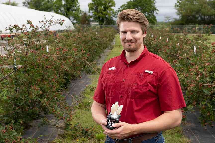 Berry-picking bot invented at University of Arkansas, Fayetteville ...