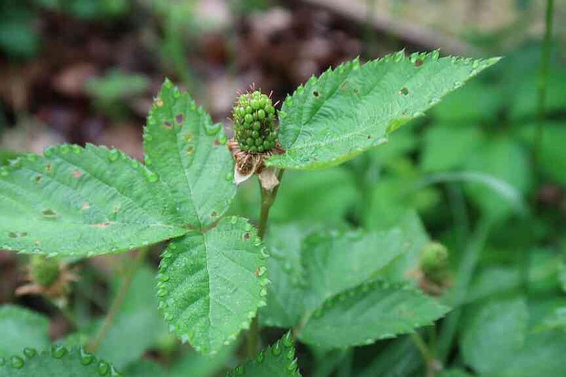Not all plants with three leaves are to be avoided | Northwest Arkansas ...