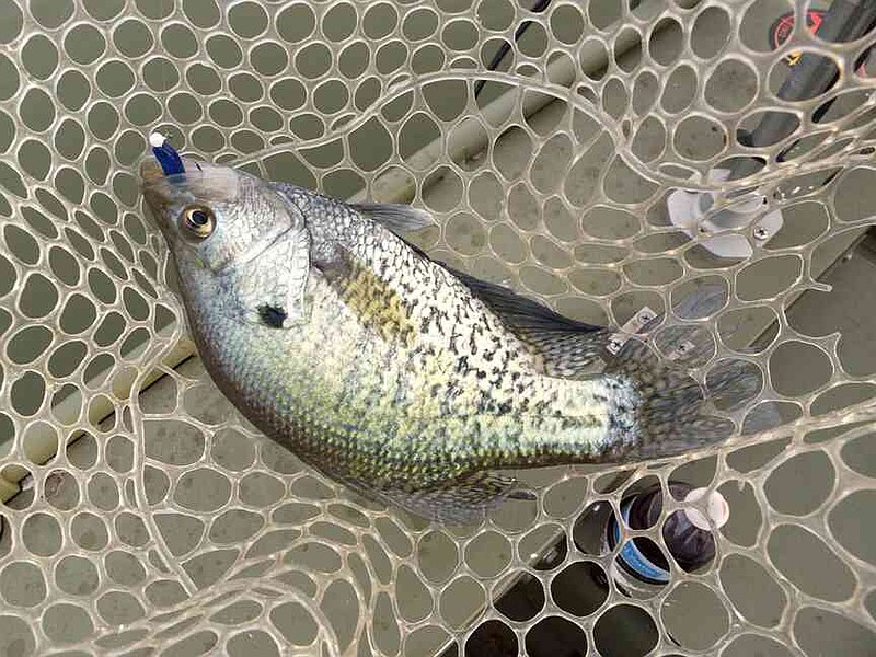 OPINION | FLIP PUTTHOFF: Five fish can get you an Arkansas Grand Slam ...