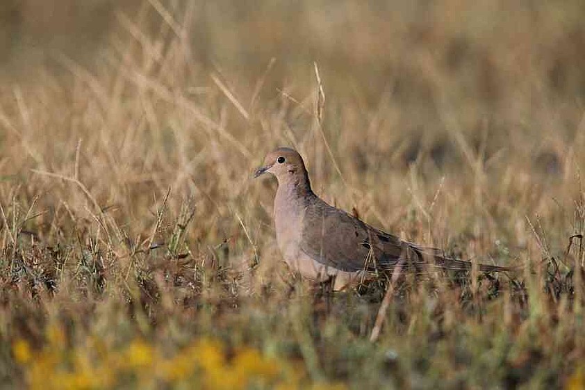 Fast flying doves challenge hunters | The Arkansas Democrat-Gazette ...