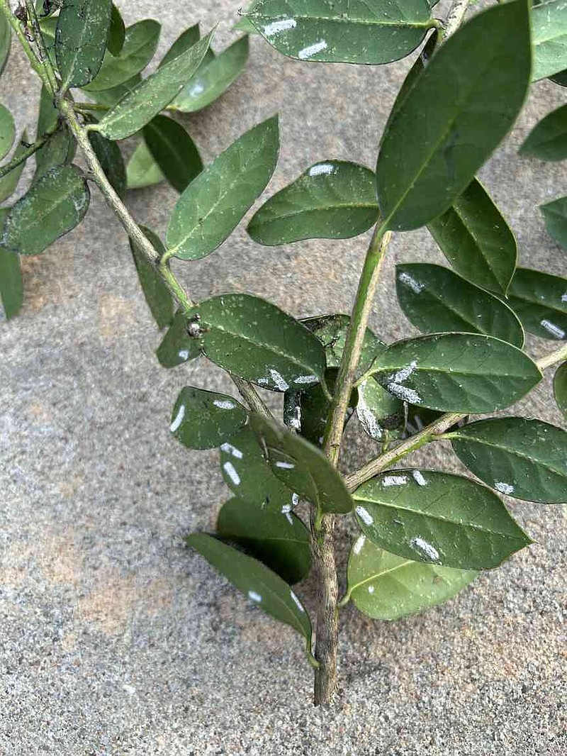 IN THE GARDEN: Insects can infest holly bushes | Plan It Janet