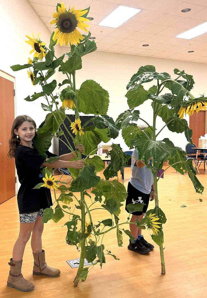 Gentry Schools celebrate growth and leadership at Annual Sunflower ...