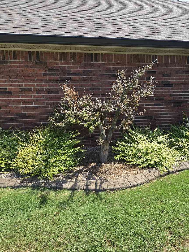 IN THE GARDEN: Trees planted too deeply will not thrive | The Arkansas Democrat-Gazette ...