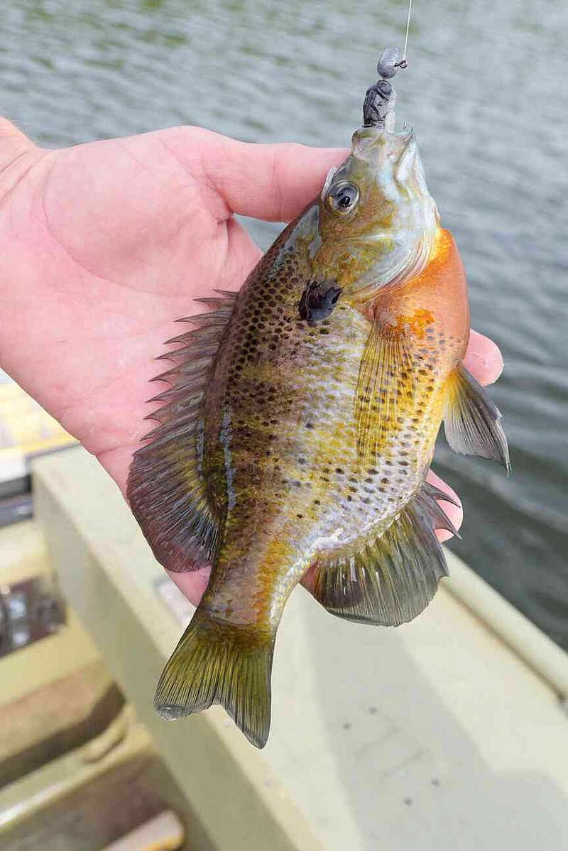 Fayetteville’s Lake Wilson provides bass, bluegill, crappie | The ...
