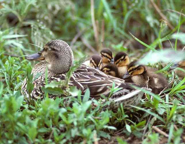 Mallard count similar to 2024, according to U.S. Fish and Wildlife ...