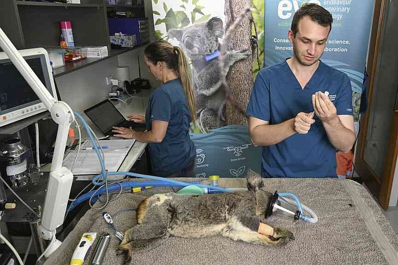 Australia approves new vaccine for koalas | Northwest Arkansas Democrat ...