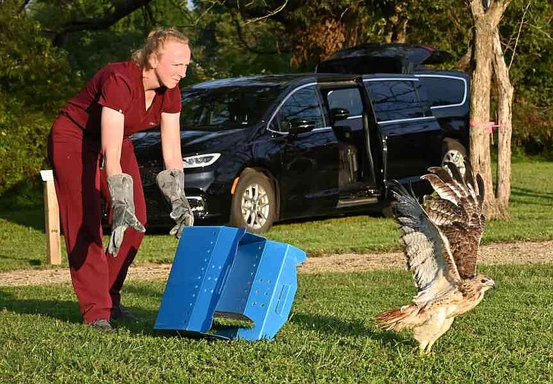 Rehabilitated red-tailed hawk released at SWEPCO’s Eagle Watch Nature ...
