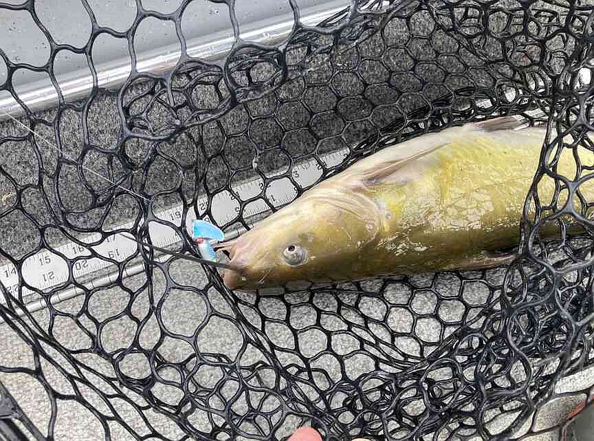 OPINION | FLIP PUTTHOFF: Use a juicy nightcrawler for mixed bag catch ...
