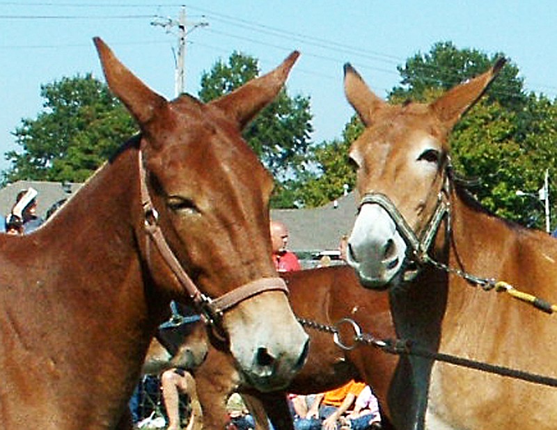 Mule talk | Pea Ridge Times