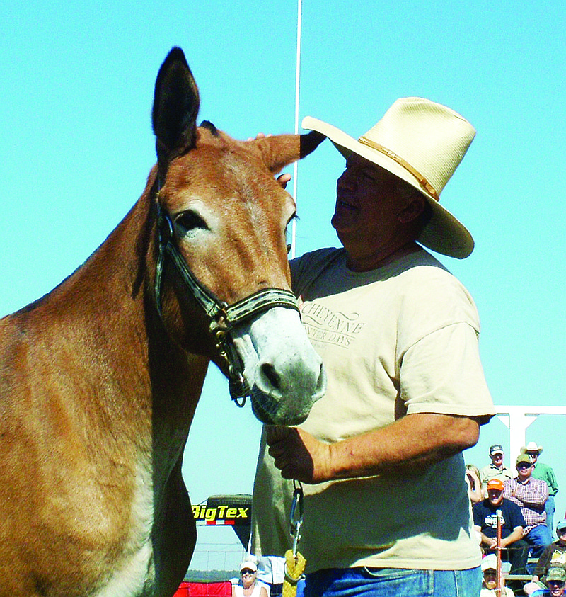 Mule talk | Pea Ridge Times