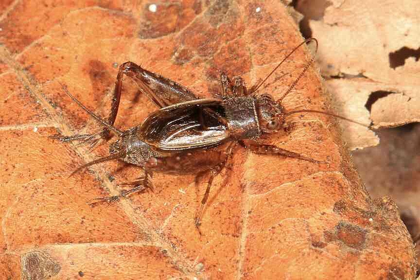 It’s fall, and here come chirping crickets | The McDonald County Press