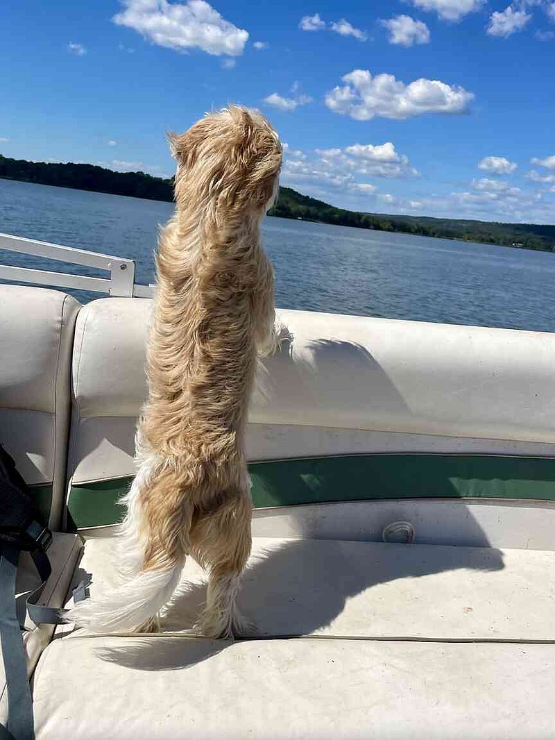 WHERE I’M WRITING FROM | OPINION: Fireball Roberts is a good boy — on ...