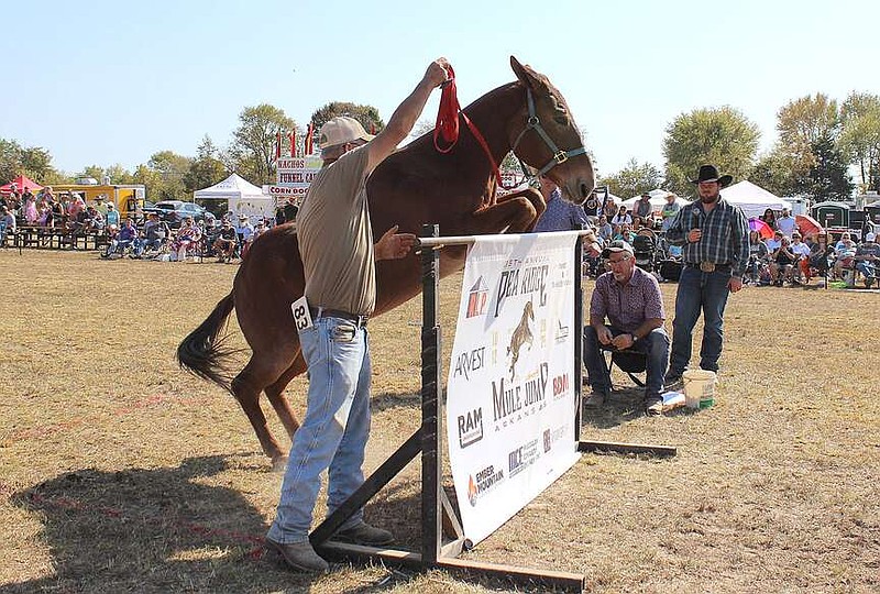 Dan flew over curtain to take championship in 2024 | Pea Ridge Times