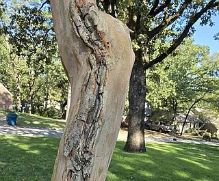 IN THE GARDEN: Crape myrtles can sustain damage from weather extremes ...