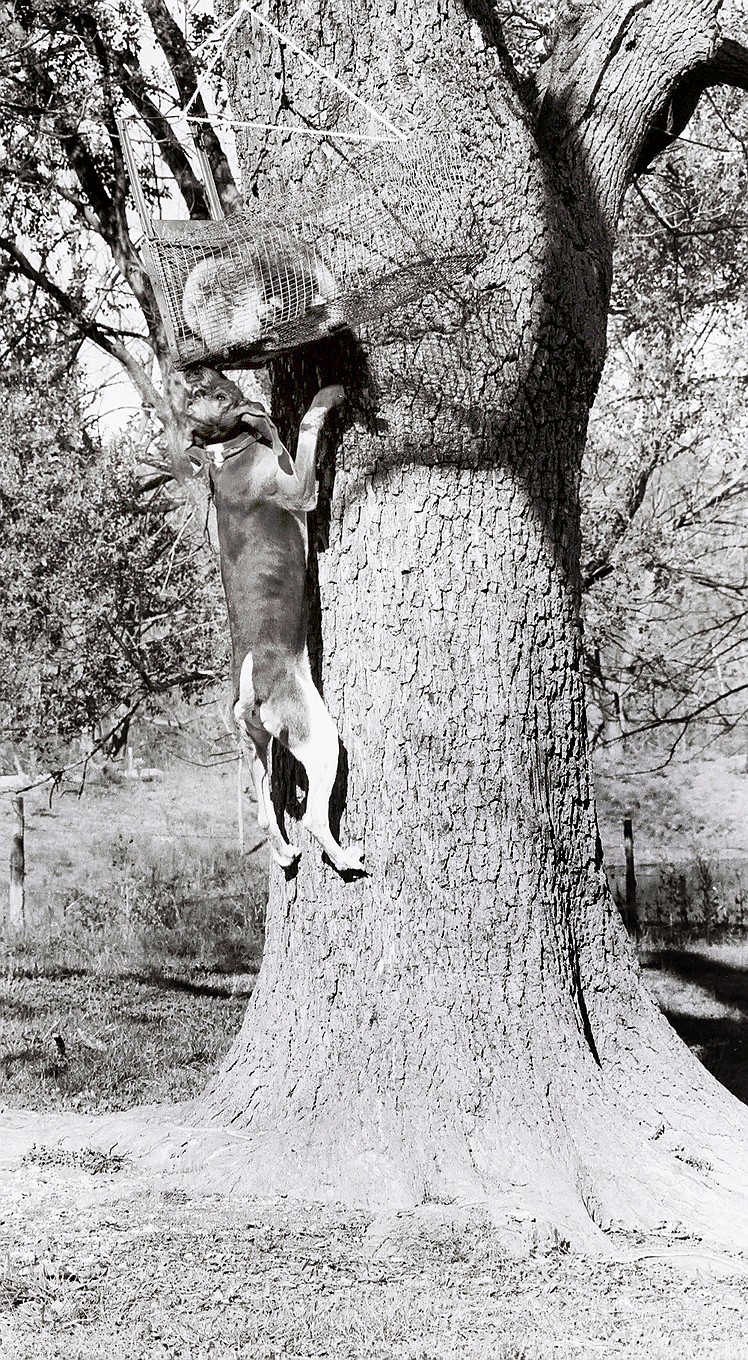 The Pea Ridge Mule Jump derived from fall coon huntingMule jump derived ...