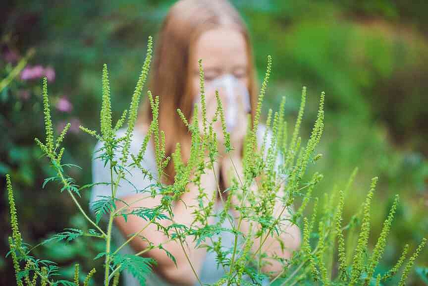 Stage set for season of allergies | The Arkansas Democrat-Gazette ...