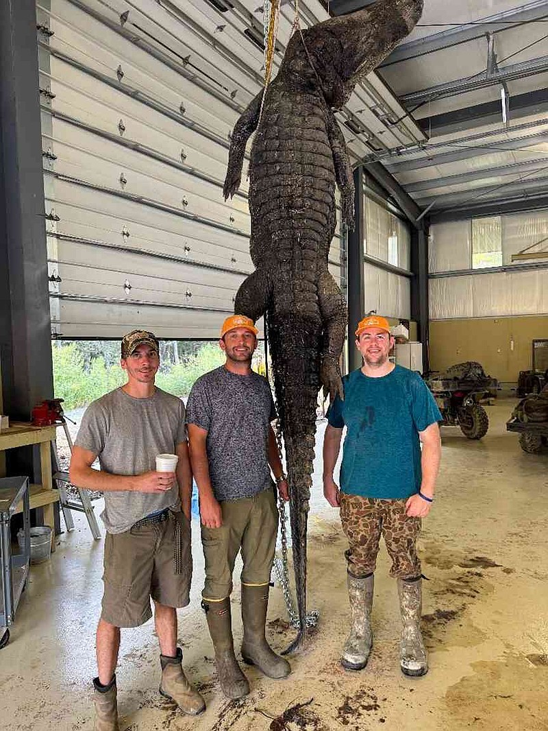 2025 alligator season sets harvest record | Hot Springs Sentinel Record