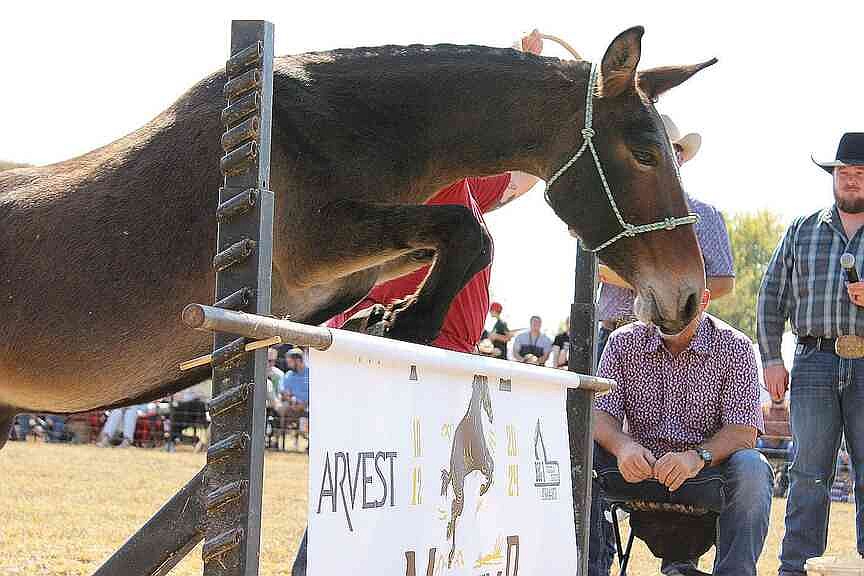 Mule jump derived from fall coon hunting | The McDonald County Press
