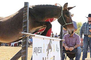 Mule jump derived from fall coon hunting | The McDonald County Press