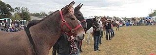 36th annual Pea Ridge Mule Jump | Pea Ridge Times