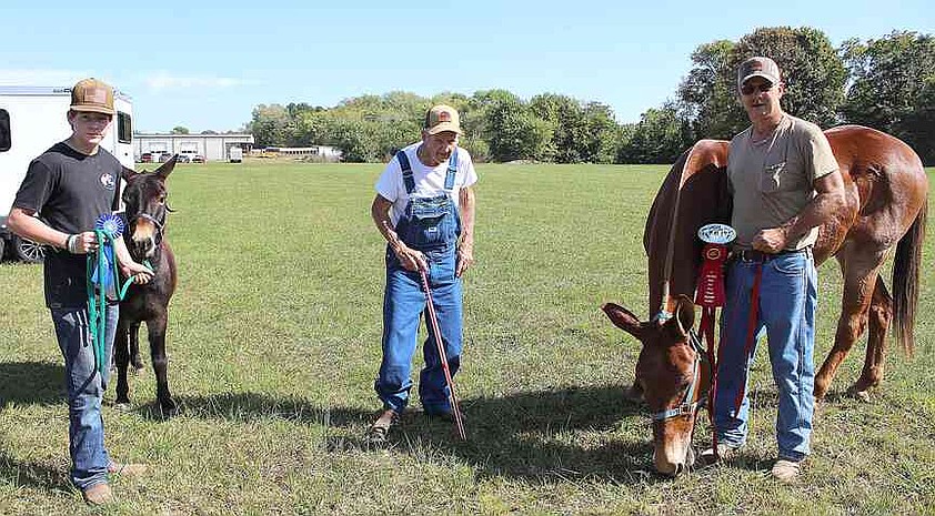 Handling, jumping mules is a family tradition | Pea Ridge Times