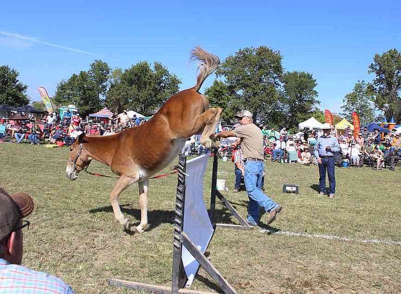Baby Sadie clears hurdles; Mules jump from standing start | Pea Ridge Times