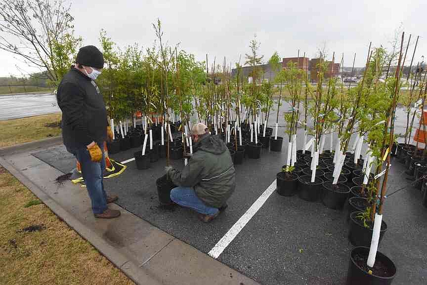 Bentonville has about 500 trees to give away to city residents on ...