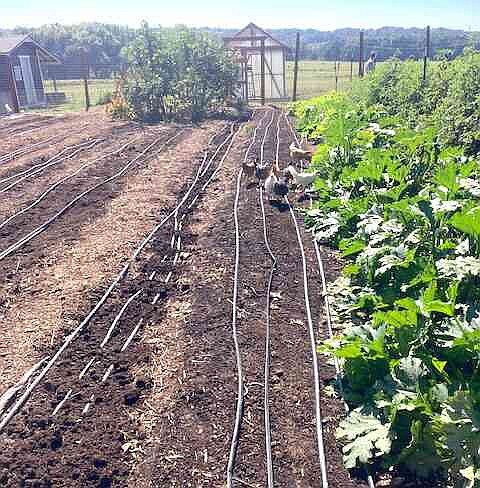 Rooted Ginger Farm dedicated to feeding Siloam Springs community and ...