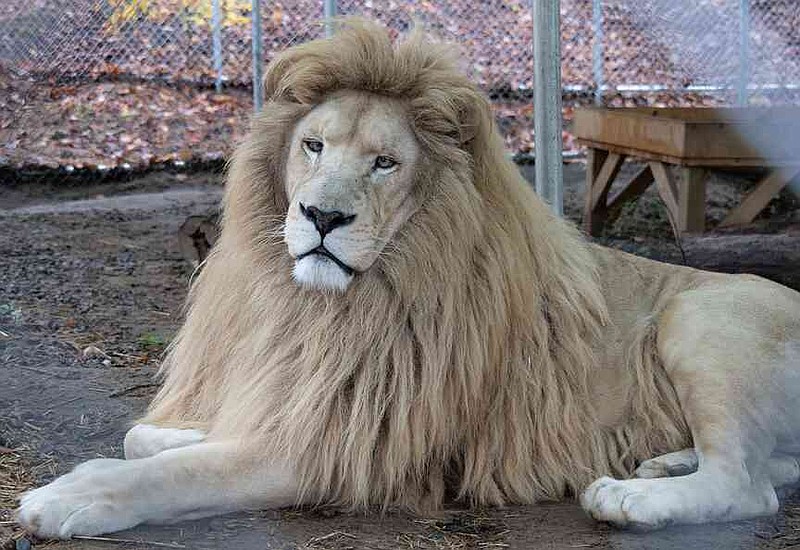 Rescued in Canada, six African lions now living at Turpentine Creek ...