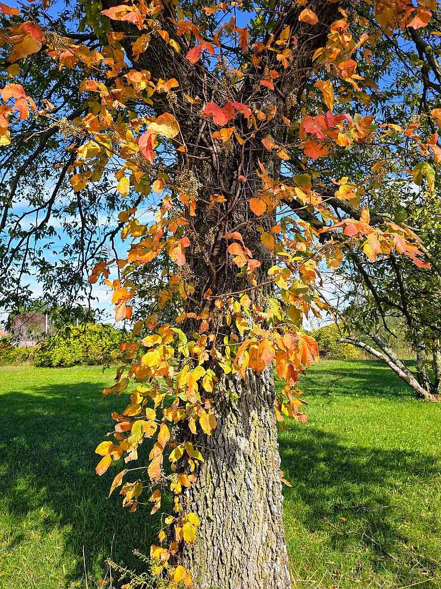 Poison ivy leaves show brilliant fall color | Westside Eagle Observer