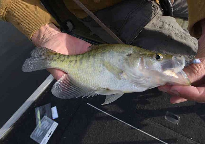 Light bite challenge: Angler on Lake Sequoyah has right touch for ...