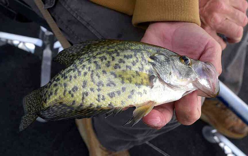 Light bite challenge: Angler on Lake Sequoyah has right touch for ...