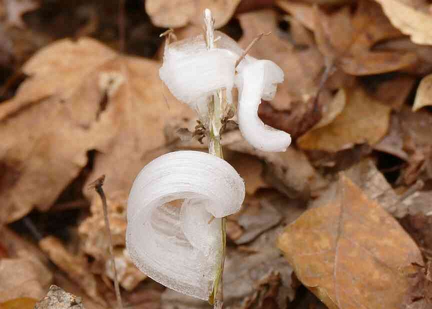 Cold spell brings icy blooms known as frost flowers | Hot Springs ...
