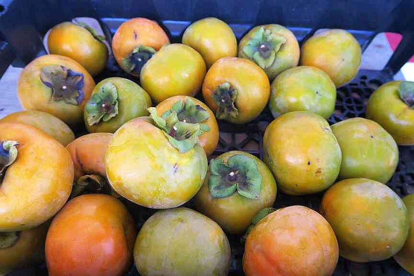 PERSIMMON PASSION: November weather means these prophetic fruits are ...
