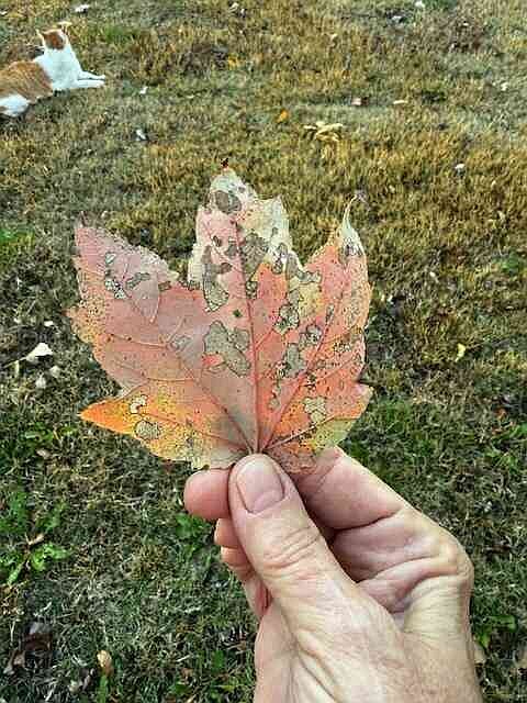 IN THE GARDEN: A reader asks what could be causing spots on this maple ...