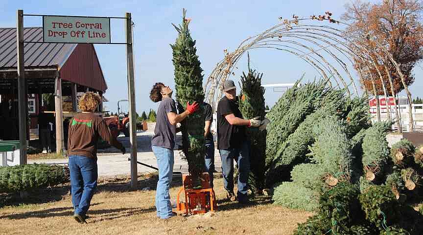 Wonderland Christmas Tree Farm opens for season | The McDonald County Press
