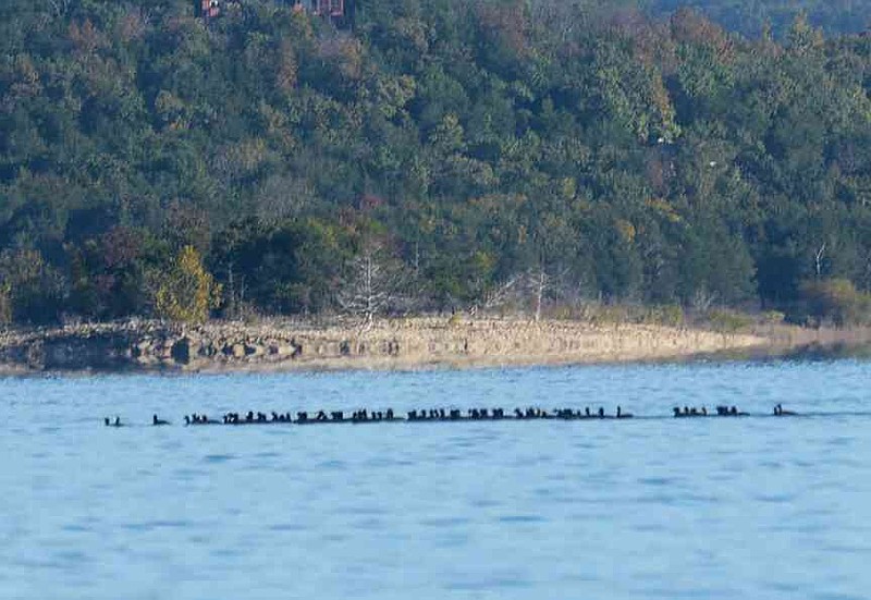 Beaver Lake trip offers feathery show on water, in sky | Northwest ...