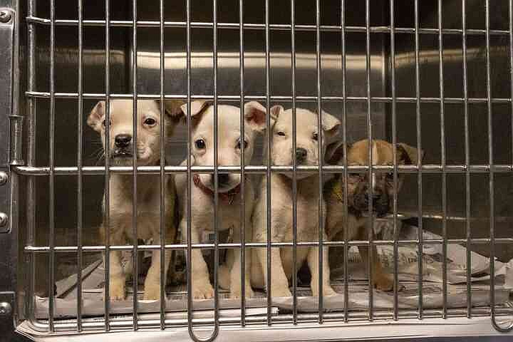 WATCH | Hot Springs Animal Services to host annual Home for the ...