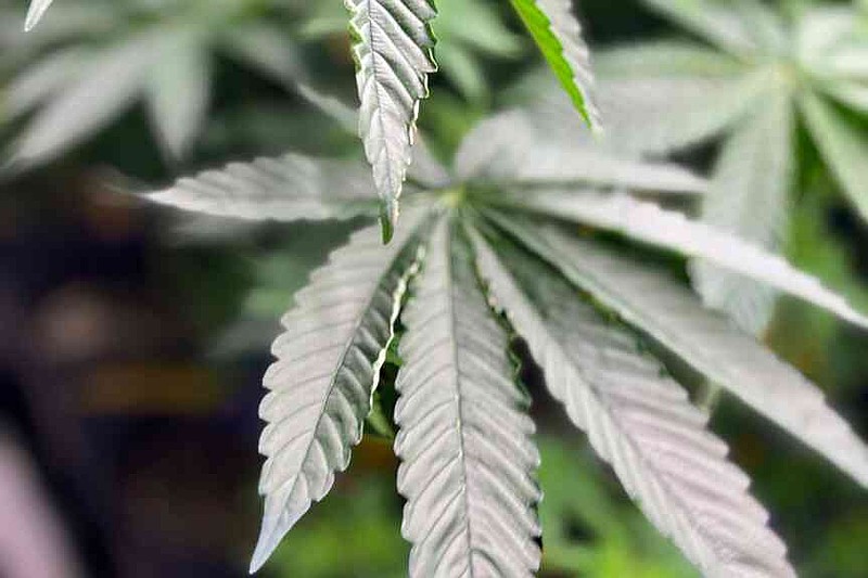 Trump signs executive order that could reclassify marijuana as a less ...
